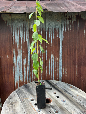 Bolu Tree Nursery