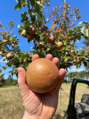 Pears – Bolu Tree Nursery