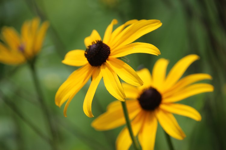 Black-Eyed Susan – Bolu Tree Nursery