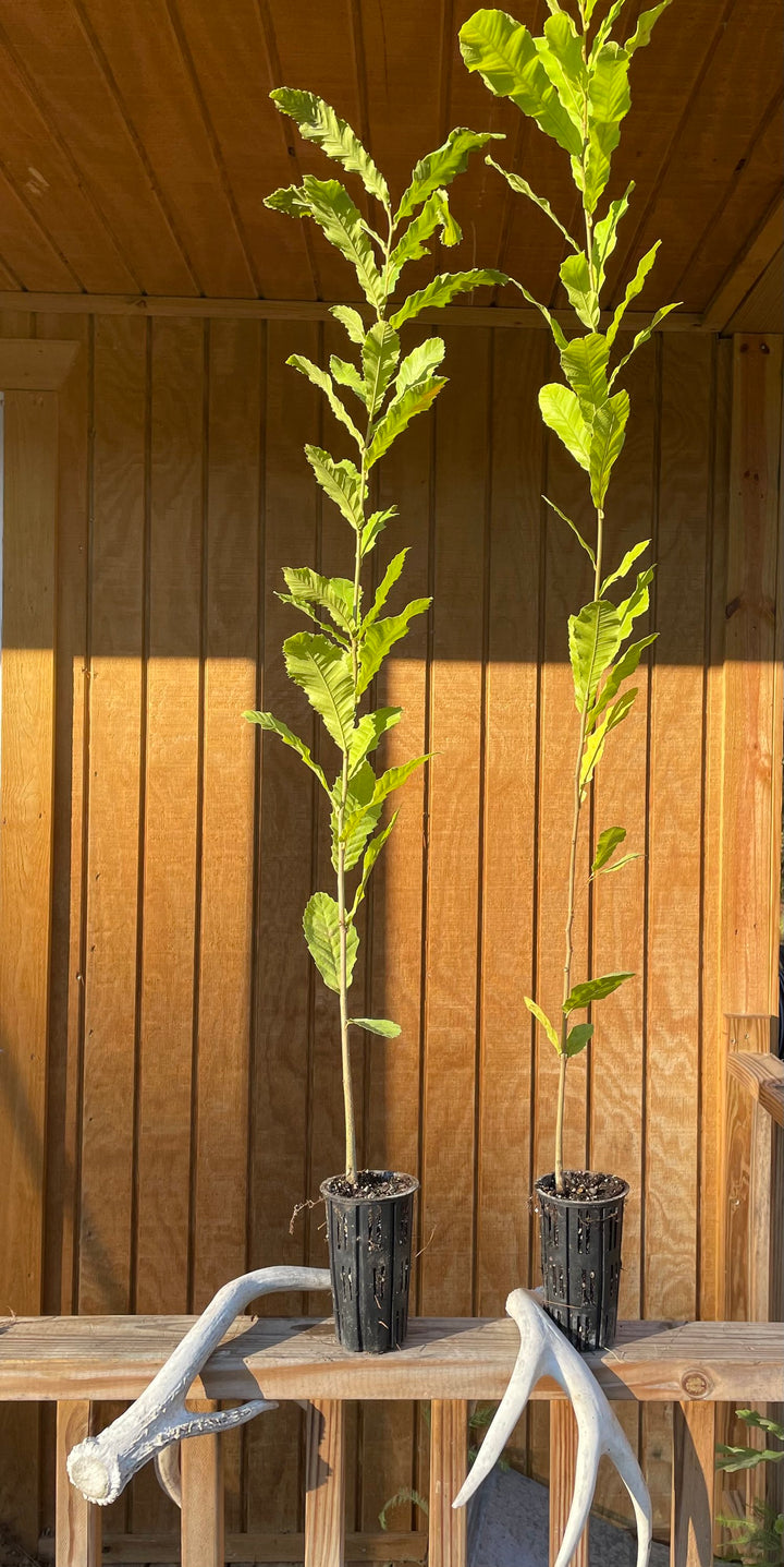 Seedlings – Bolu Tree Nursery