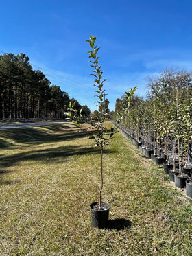 Bolu Tree Nursery