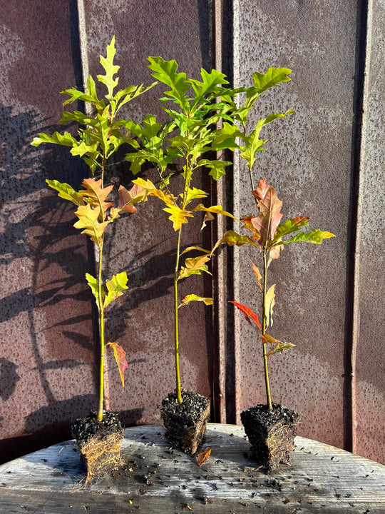 Oak Tree Seedlings – Bolu Tree Nursery