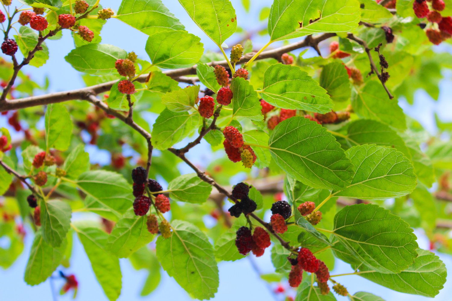 Red Mulberry Seedling – Bolu Tree Nursery